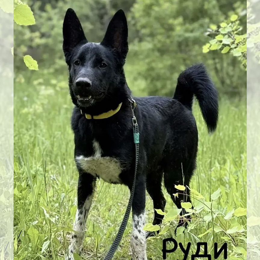 Щенок в добрые руки