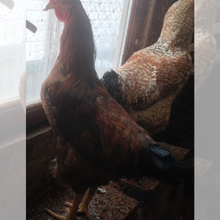 Петухи домашние