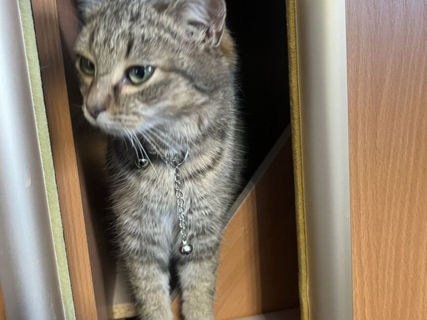 Кот
