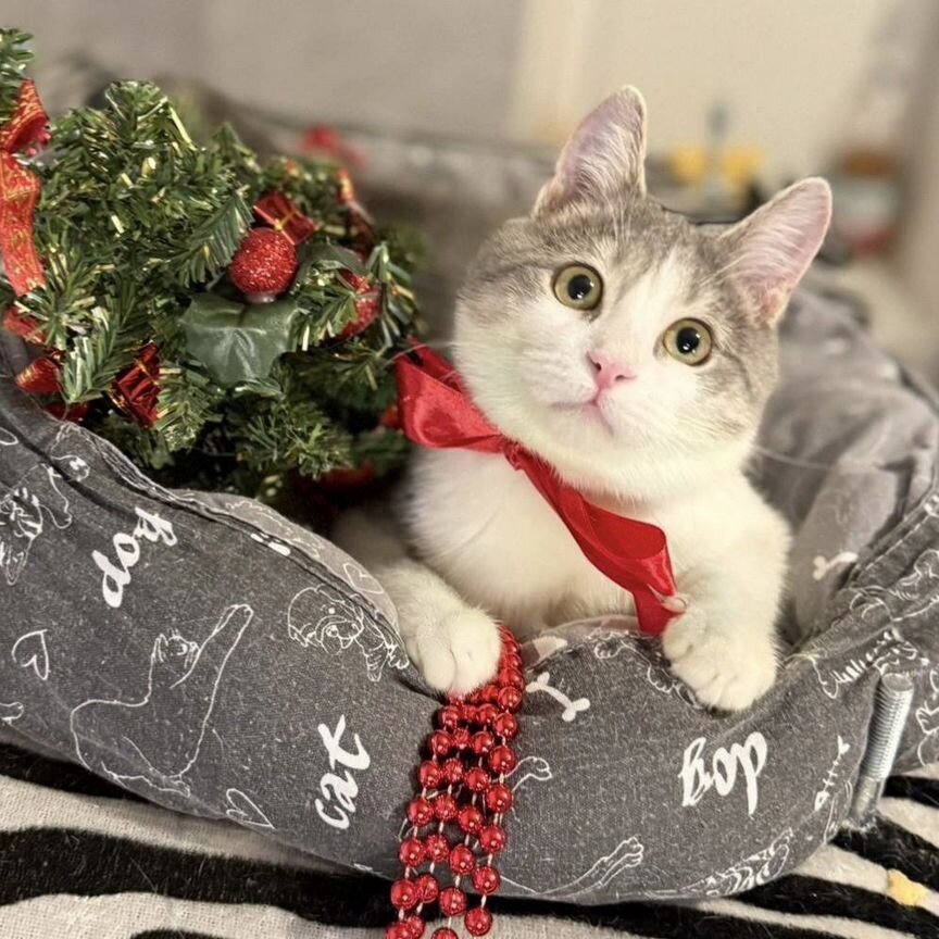 Австралийский мист котёнок