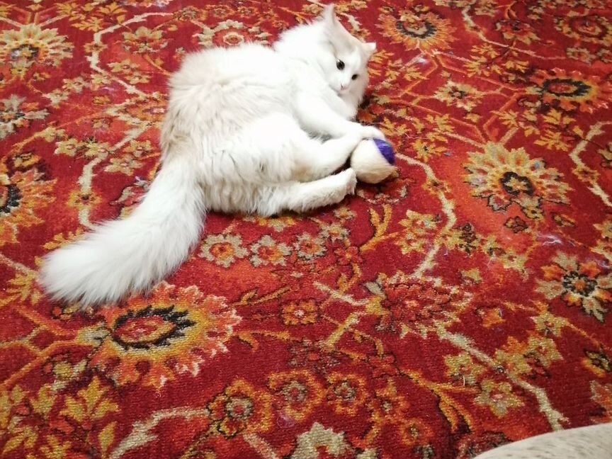 Котик 8 мес