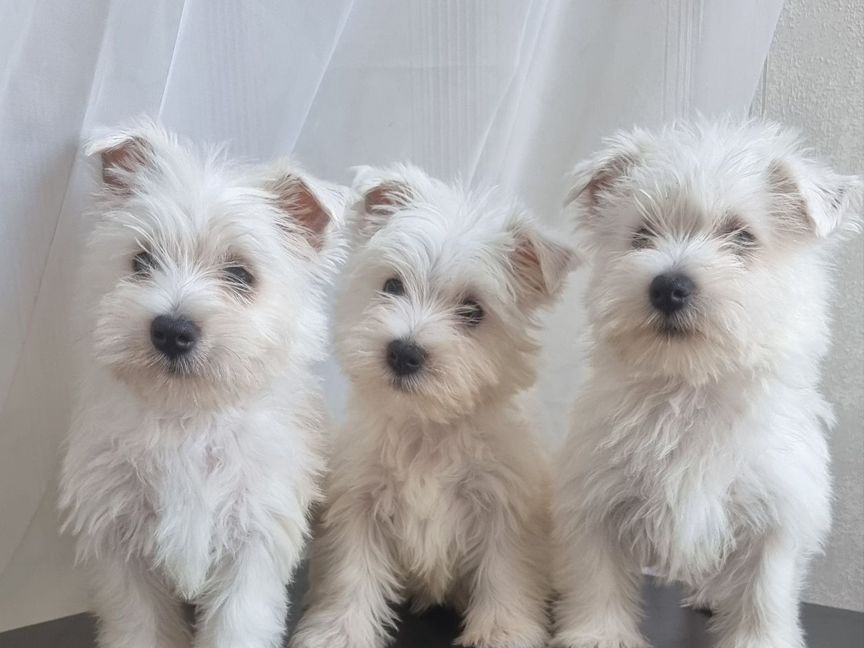 Вест хайленд вайт терьер