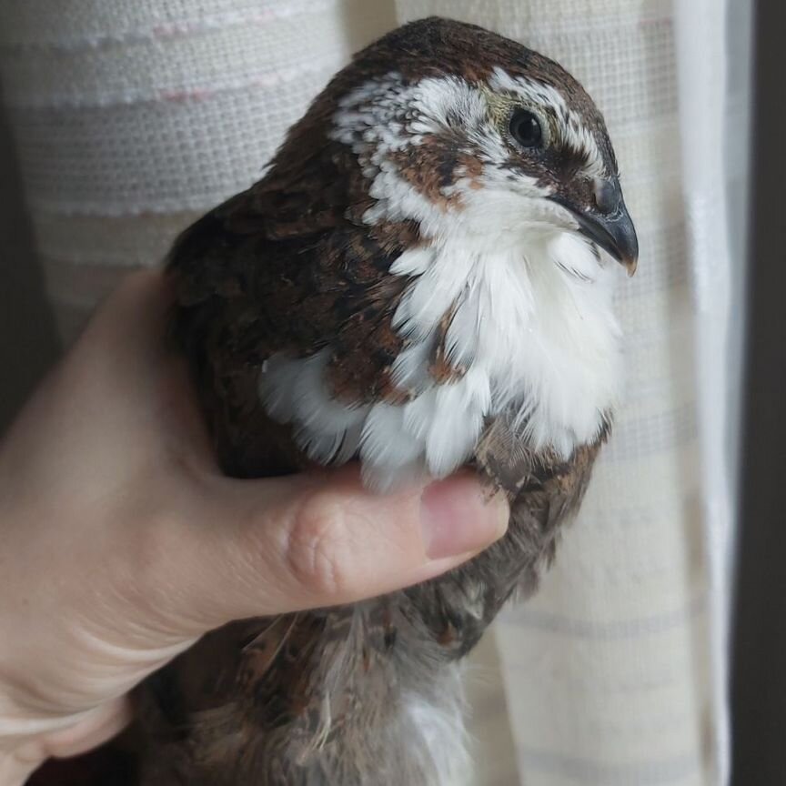 Перепел селадон самец