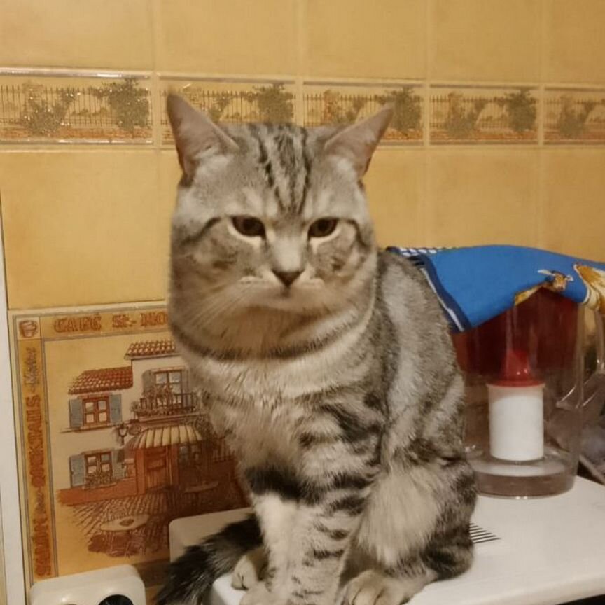 Британский кот