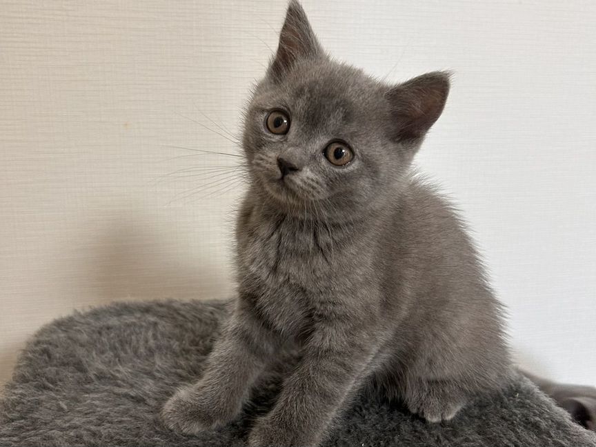 Шотландские котята прямоухие/ вислоухие