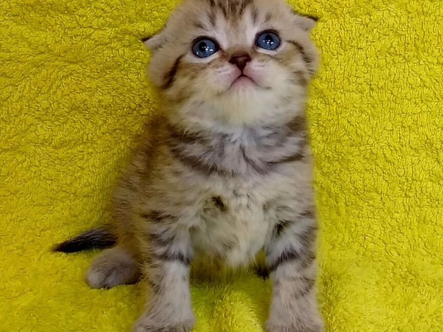 Шотландские