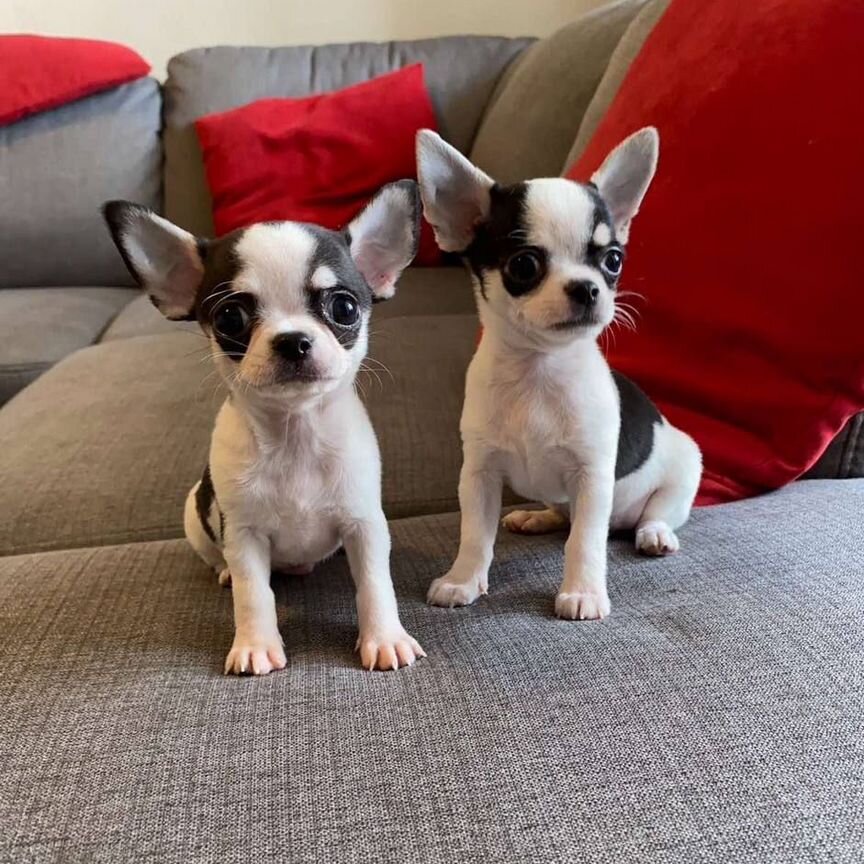 Чихуахуа мини мальчики