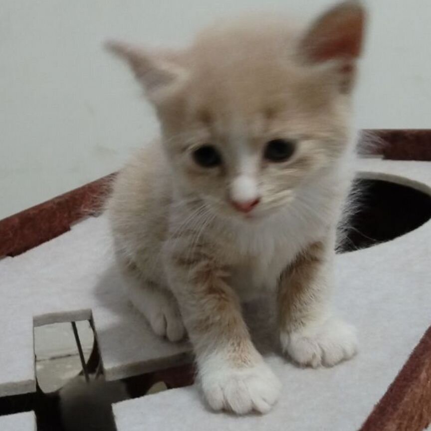 Котёнок в добрые руки