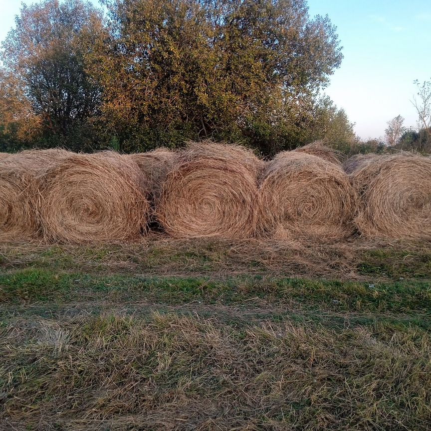Сено в тюках