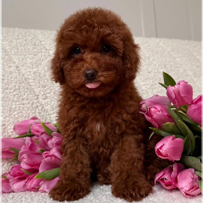 Той-пудель, щенок