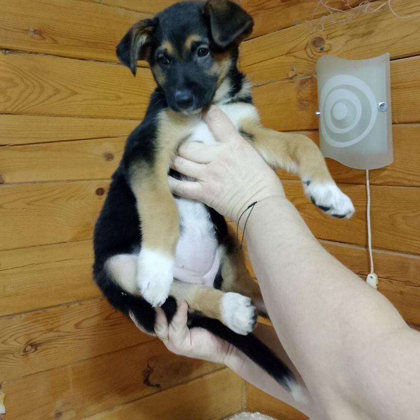 Щенок в добрые руки