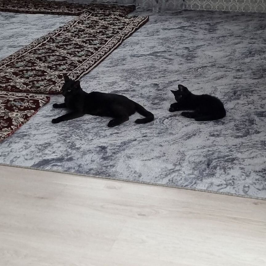 Черная кошка с зелеными глазами