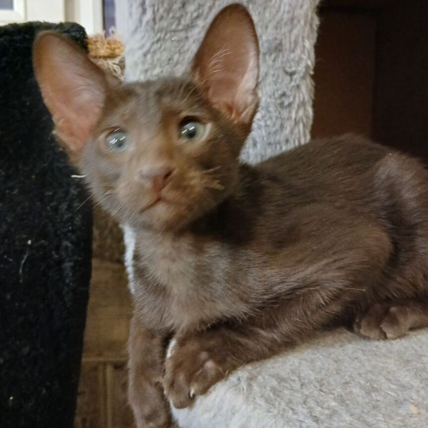 Ориентальный котёнок