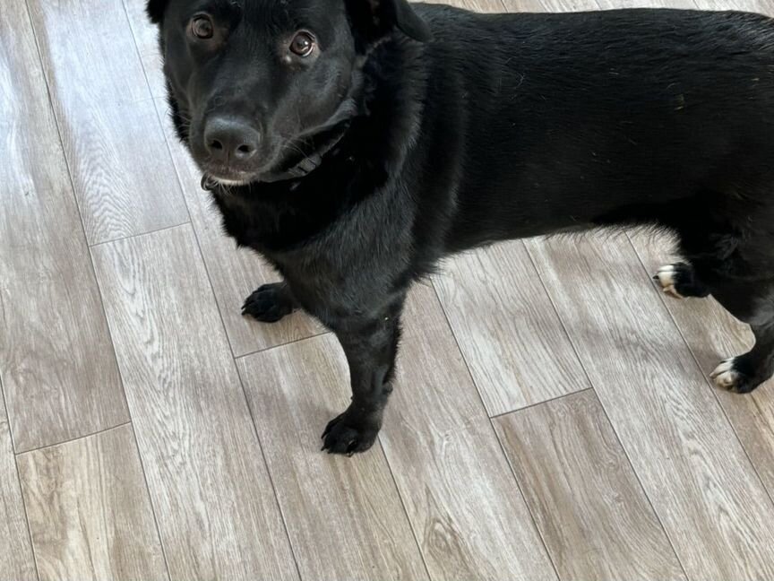 Черная собачка