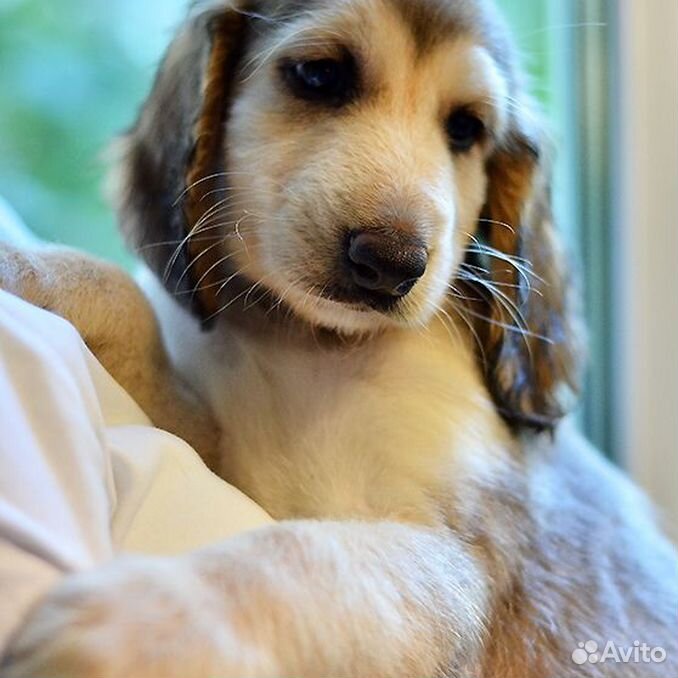 Щенок 2 месяца породы афганская борзая