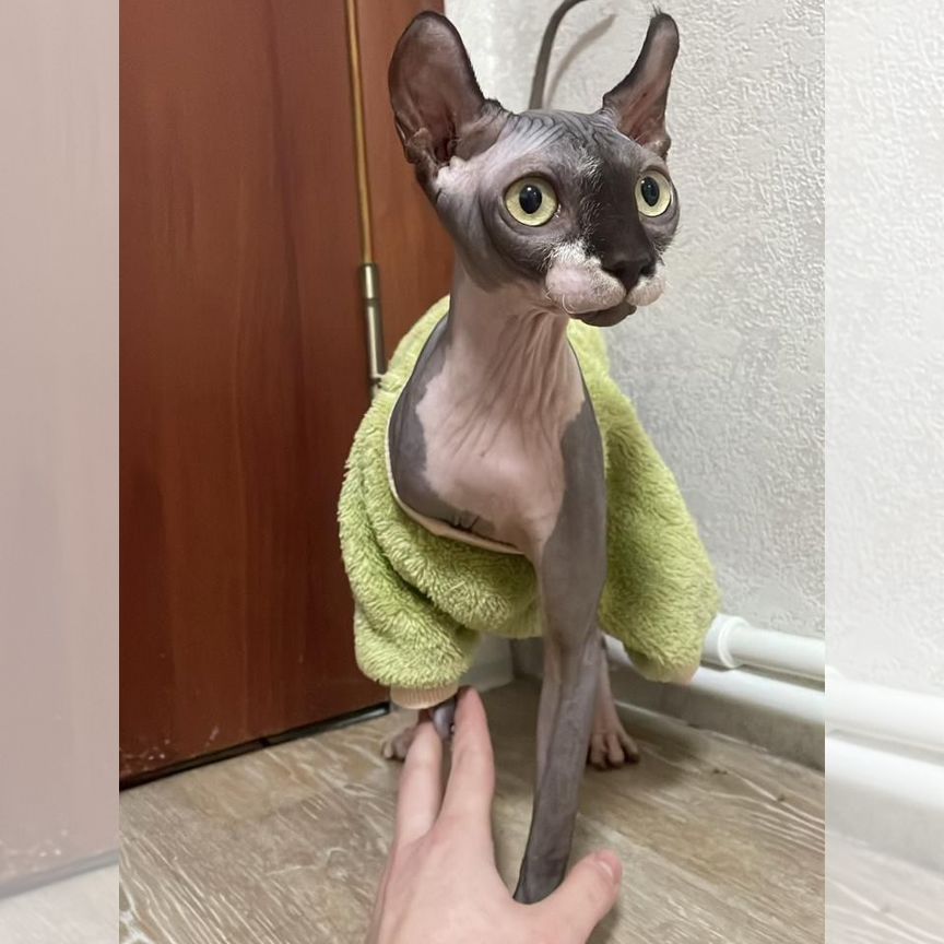 Канадский сфинкс эльф