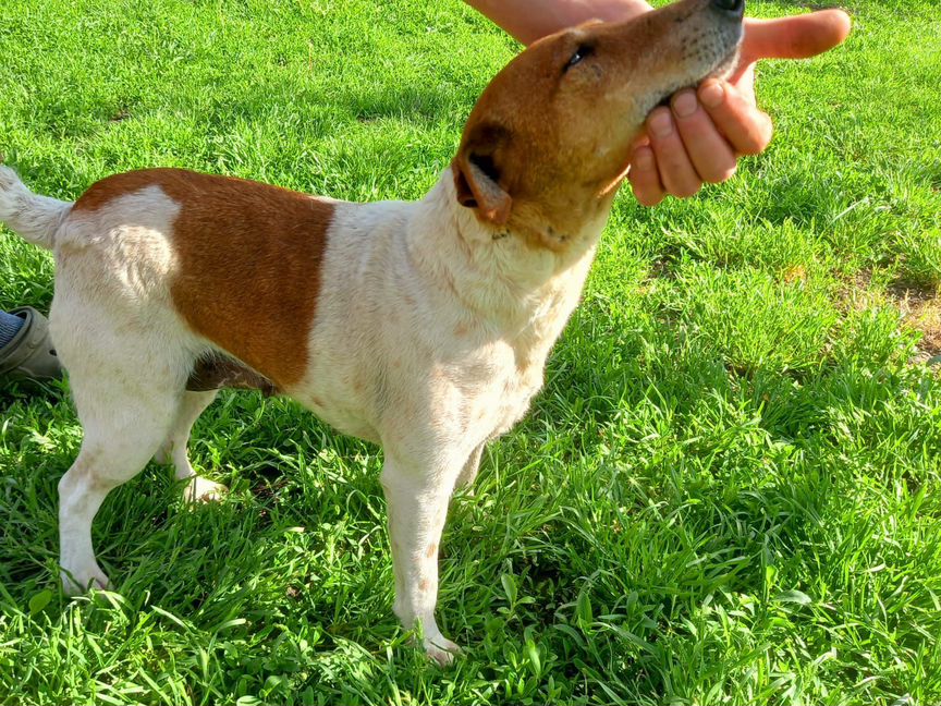 Фокстерьер