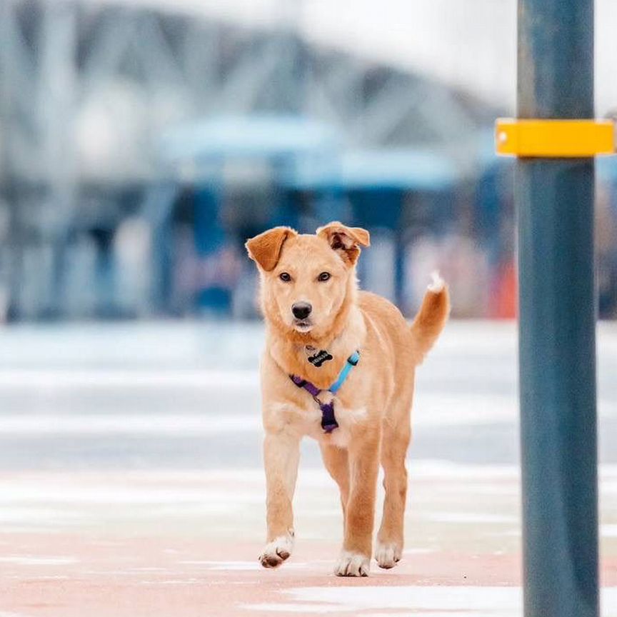 Золотистый ретривер, щенок