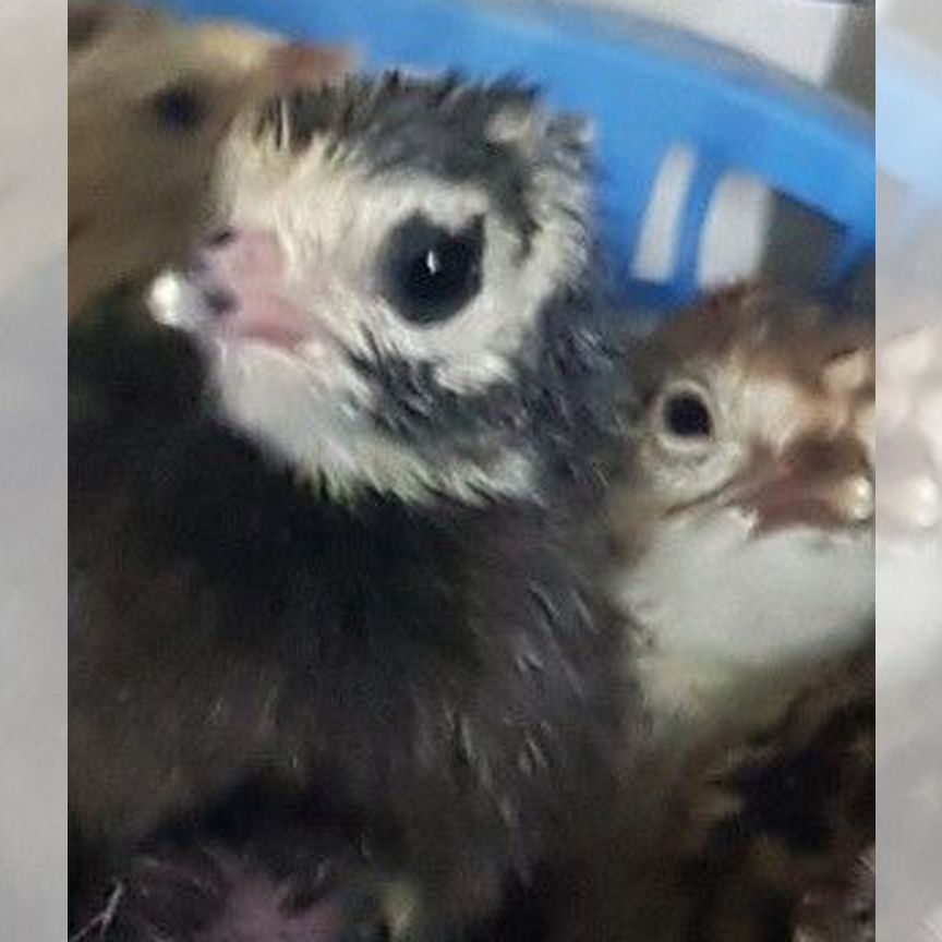 Индюк бронза708