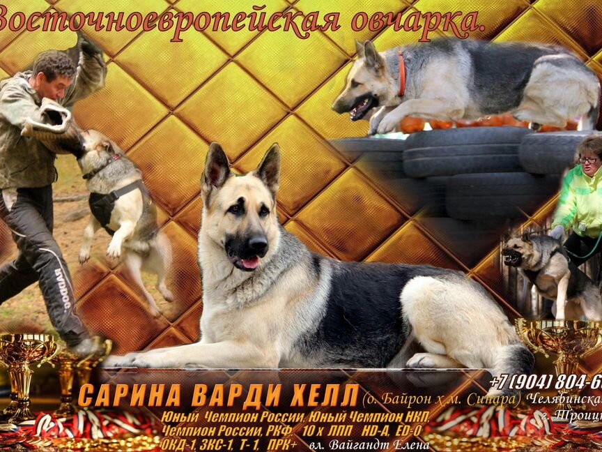 Щенки вео от грандчемпиона России