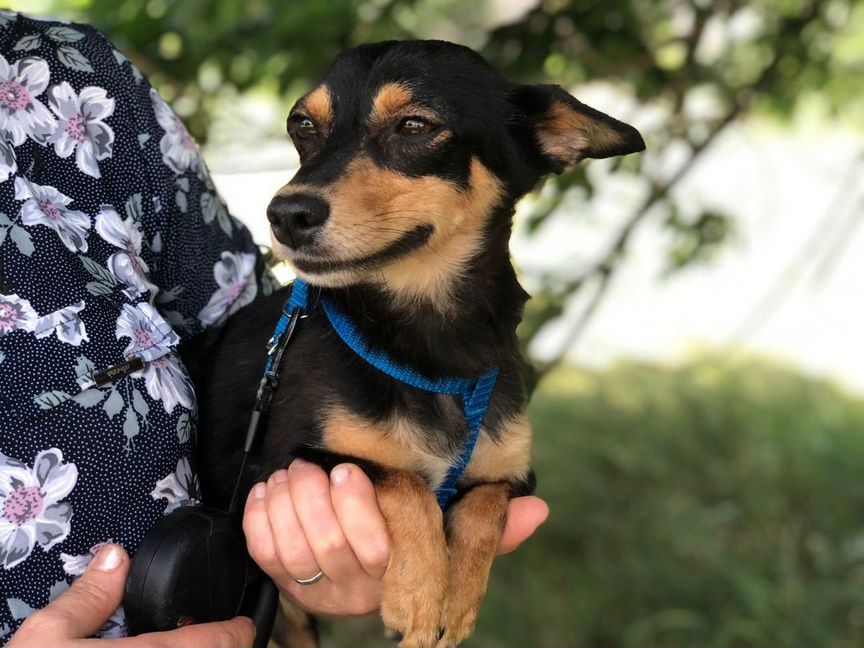 Маленькая собачка 4кг