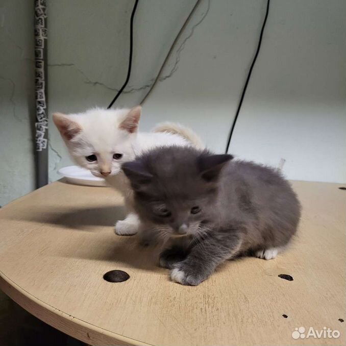 Домашняние котята