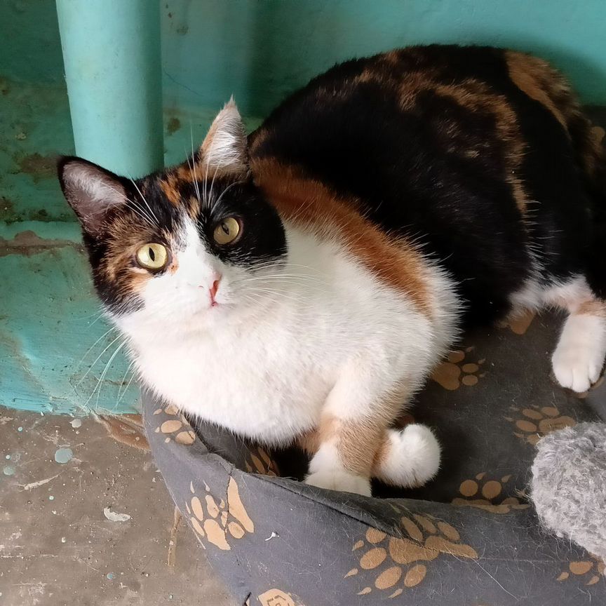 Кошка Муха в добрые руки