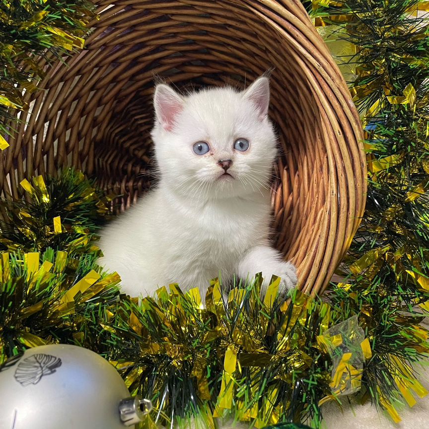 Шотландский прямоухий короткошёрстный котёнок