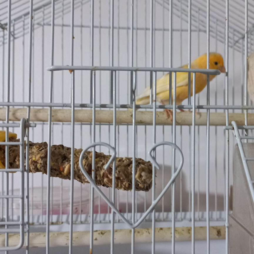 Кенор поющий
