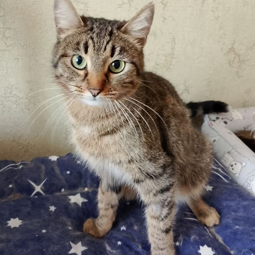 Взрослая, кошка в добрые руки