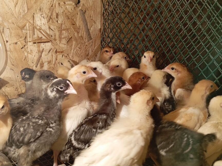 Цыплята помесные