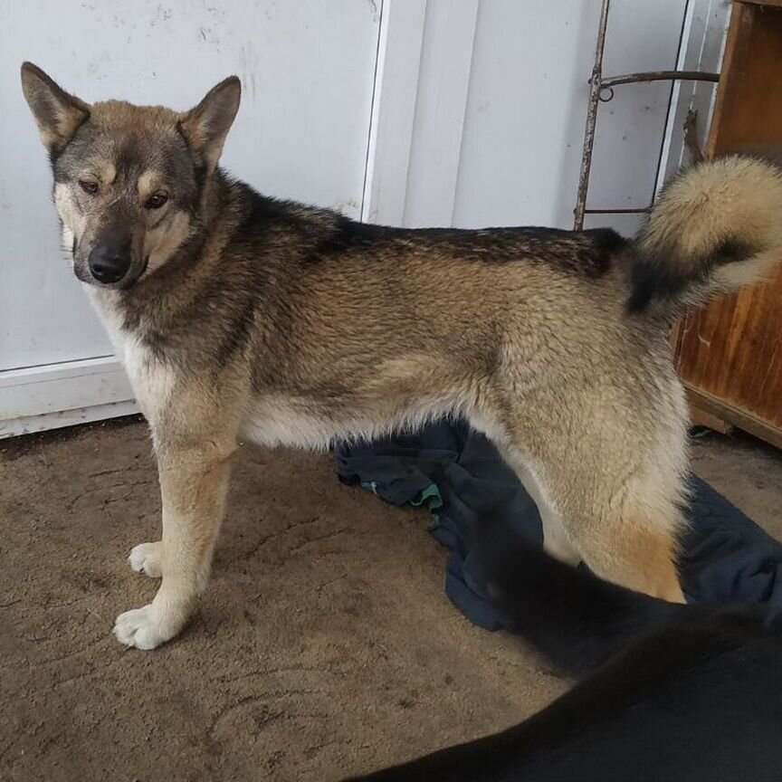 Отдам щенка восточно-сибирской лайки