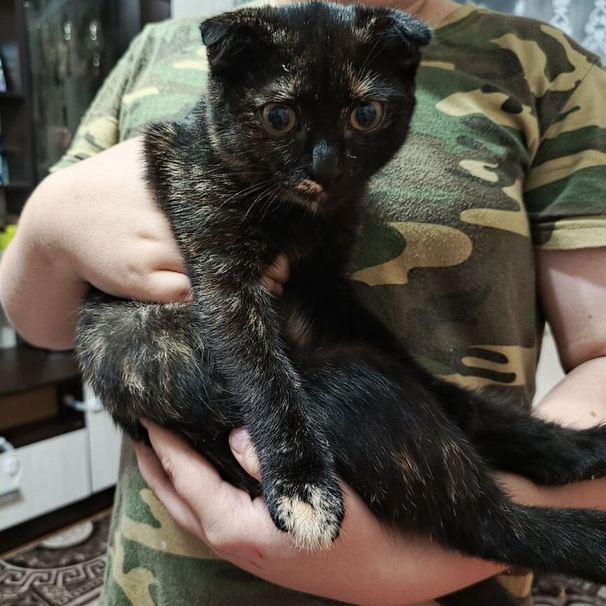 Шотландская вислоухая кошка бесплатно