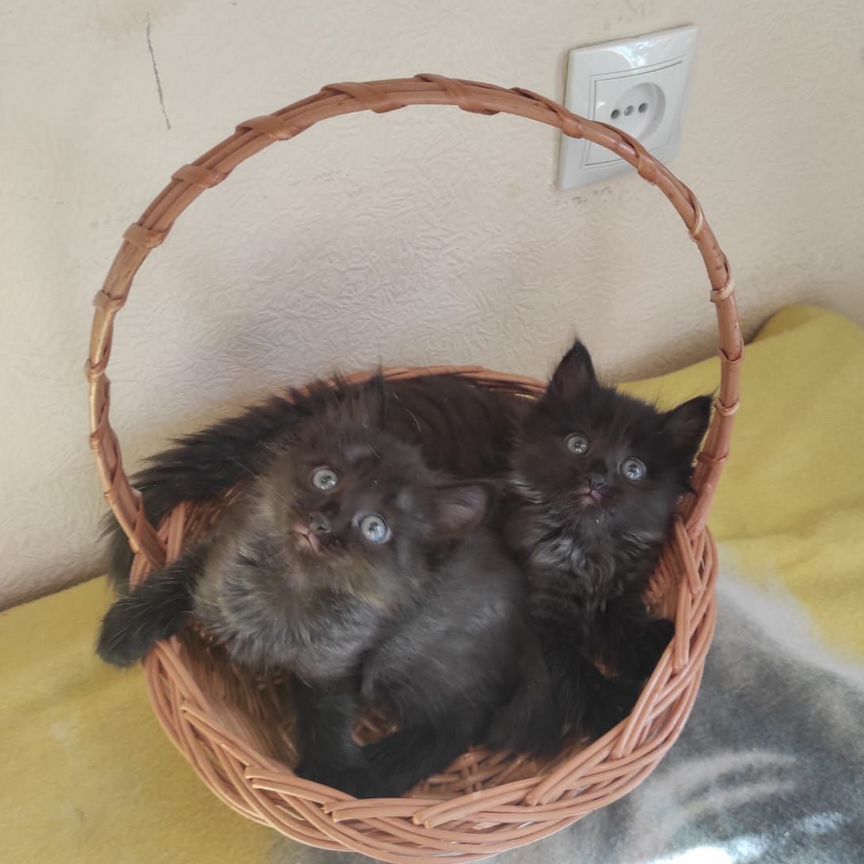 Котятки-мурчалочки (1,5 мес)