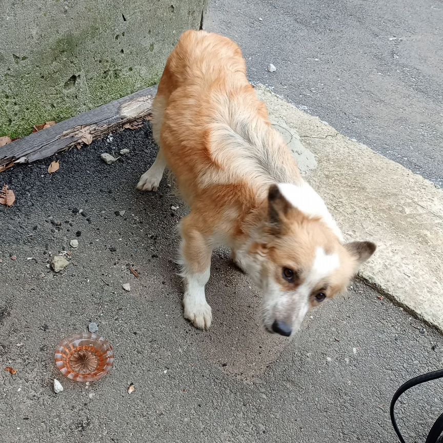 Собачка в добрые руки