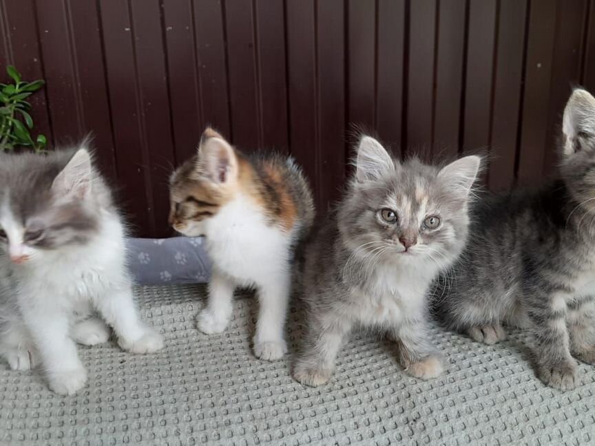 Котята