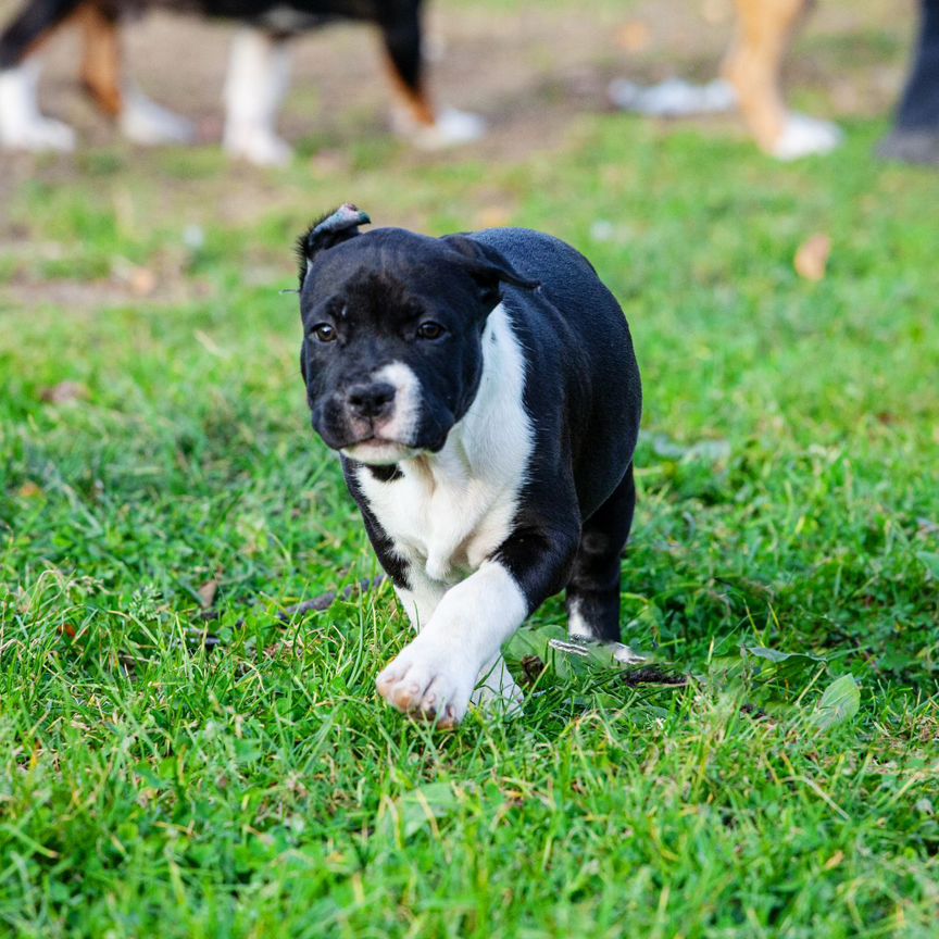 Стаффордширский терьер щенки щенок