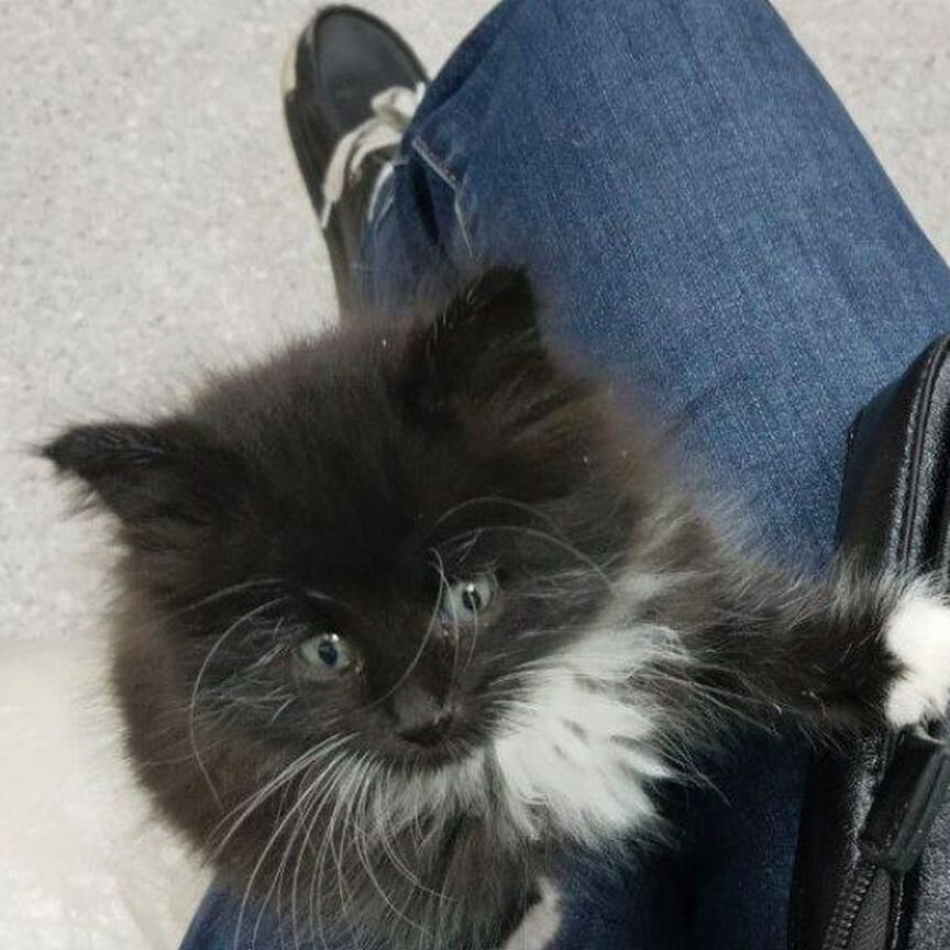 Ищу заботливые руки для месячного котенка