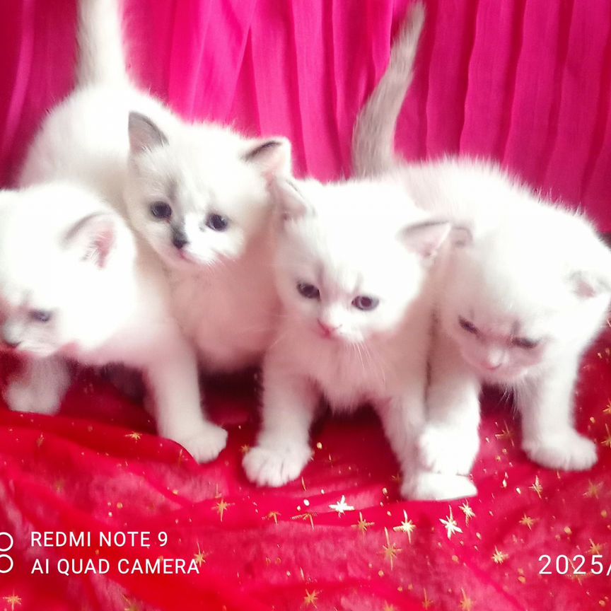 Шотландские котята
