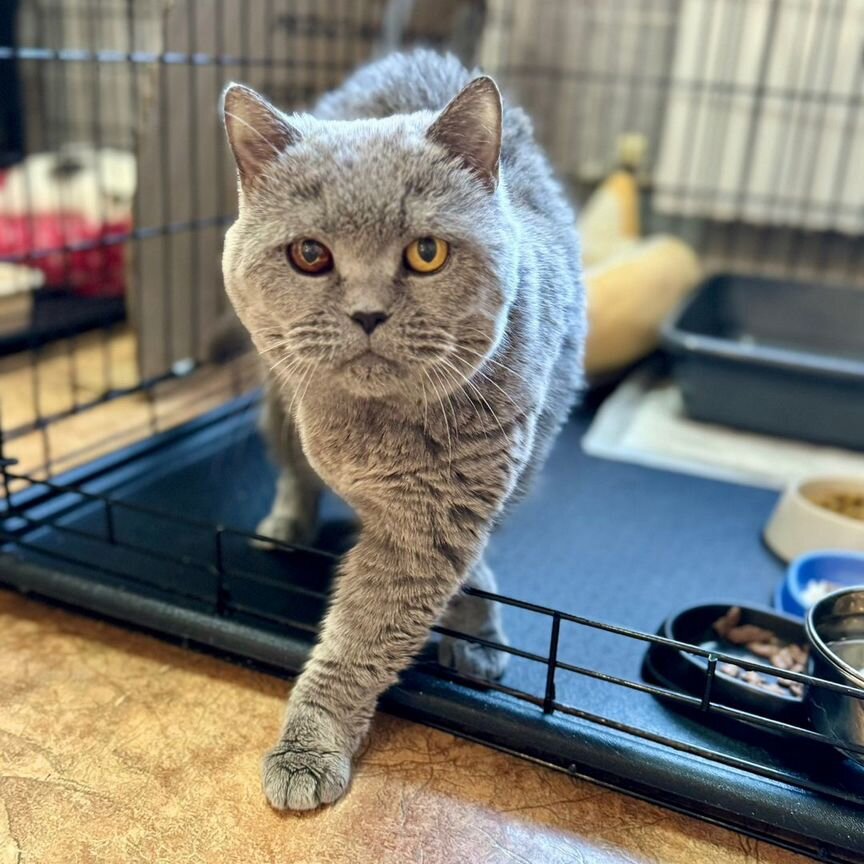 Спокойная кошечка Бася