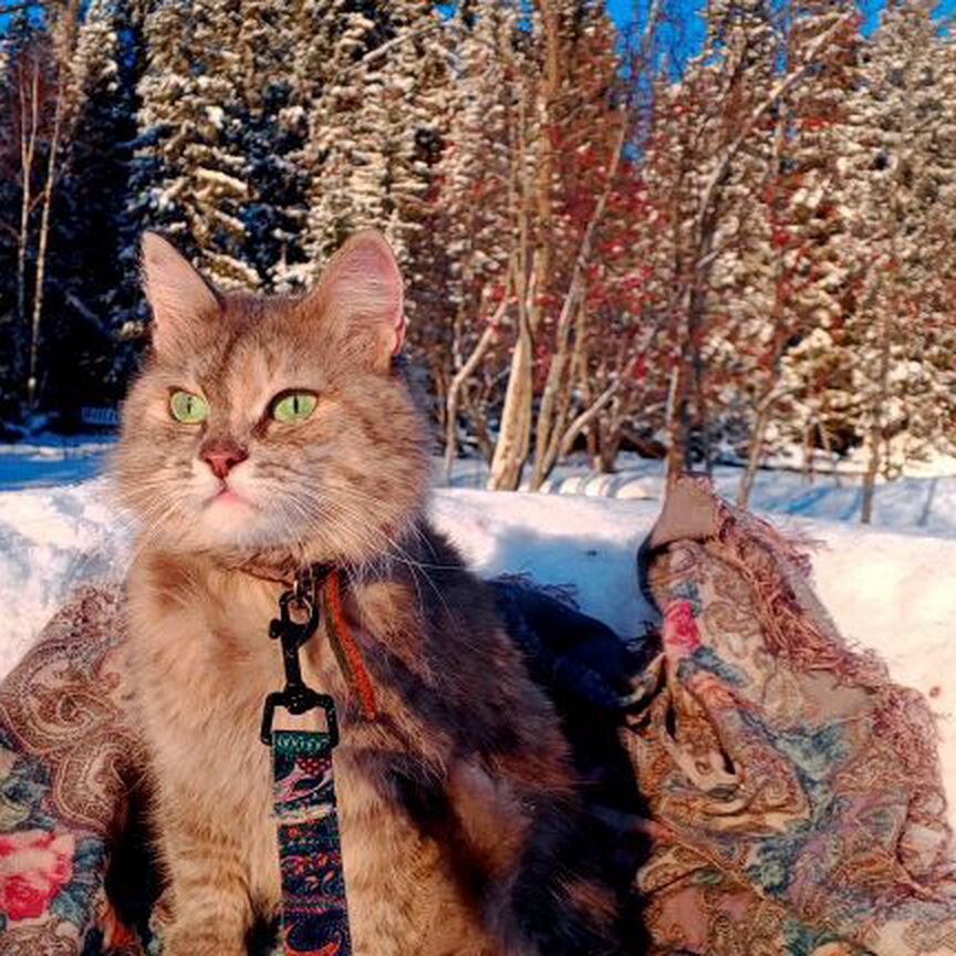 Голубокремовая кошка