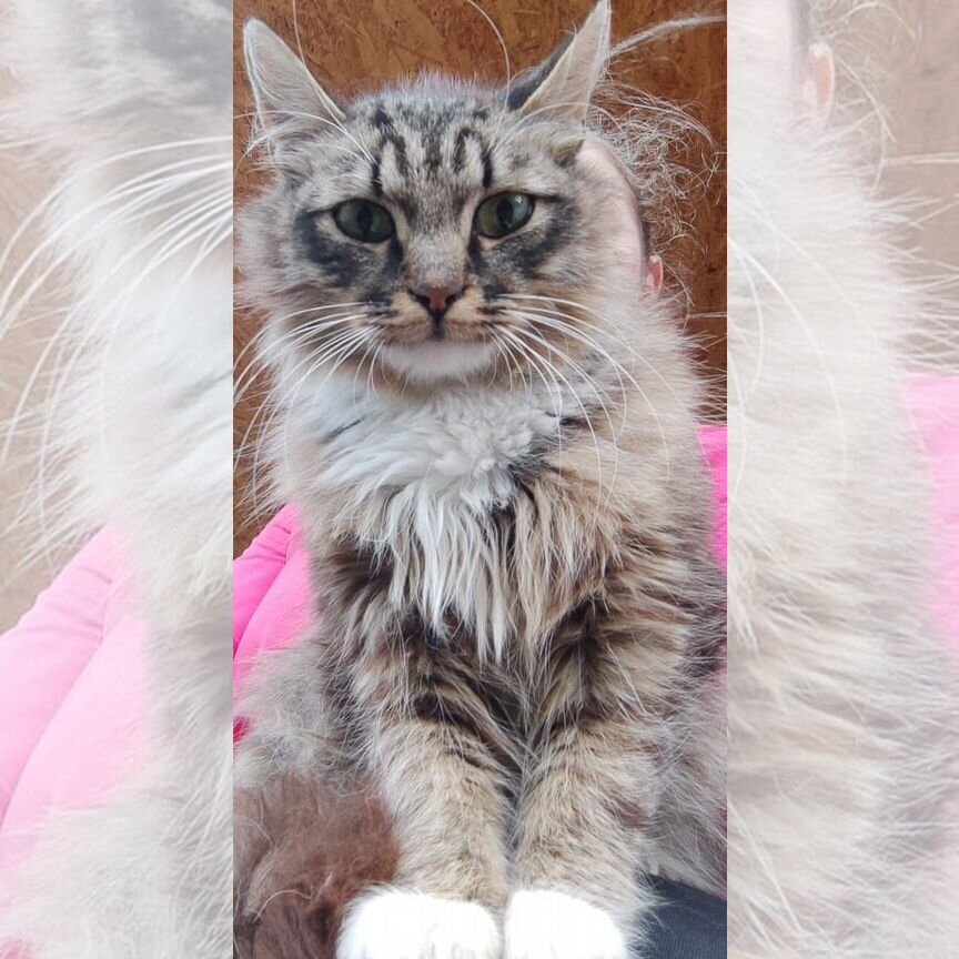 Отдадим в добрые руки кошку и котенка