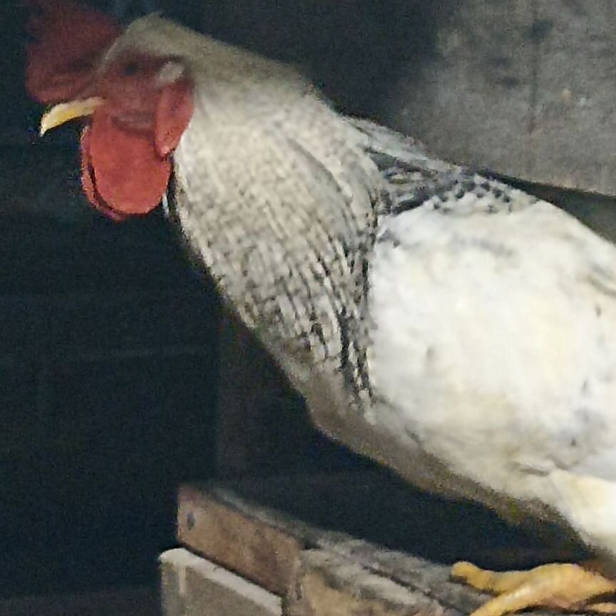 Молодые петушки, Адлерская серебристая