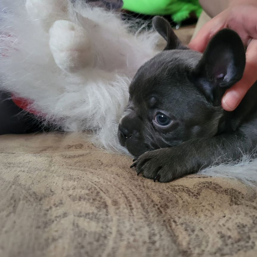 Французский бульдог, щенок