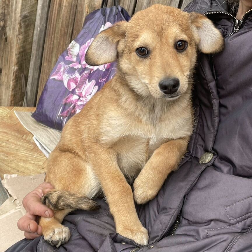 Собака щенок