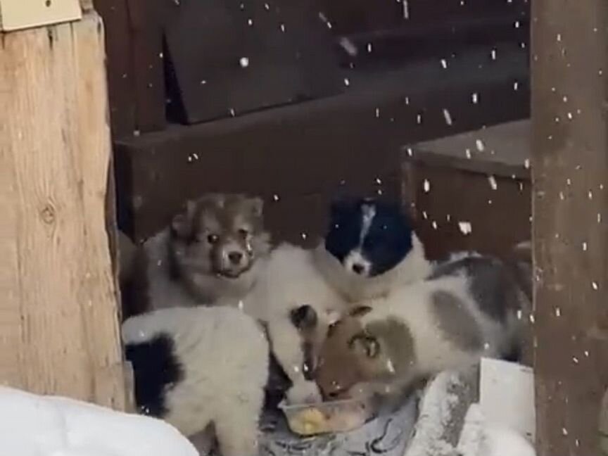 Щенок в добрые руки