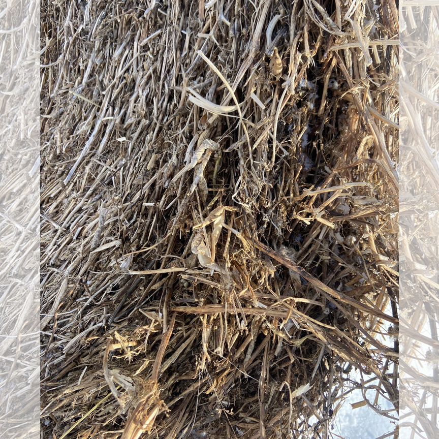 Солома гороховая