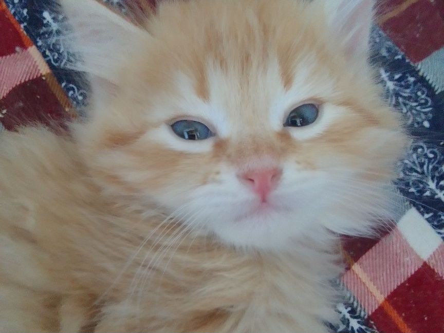 Котята сибиряки