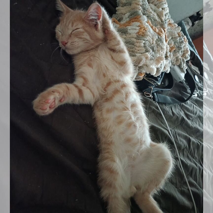 Отдам котенка в добрые руки