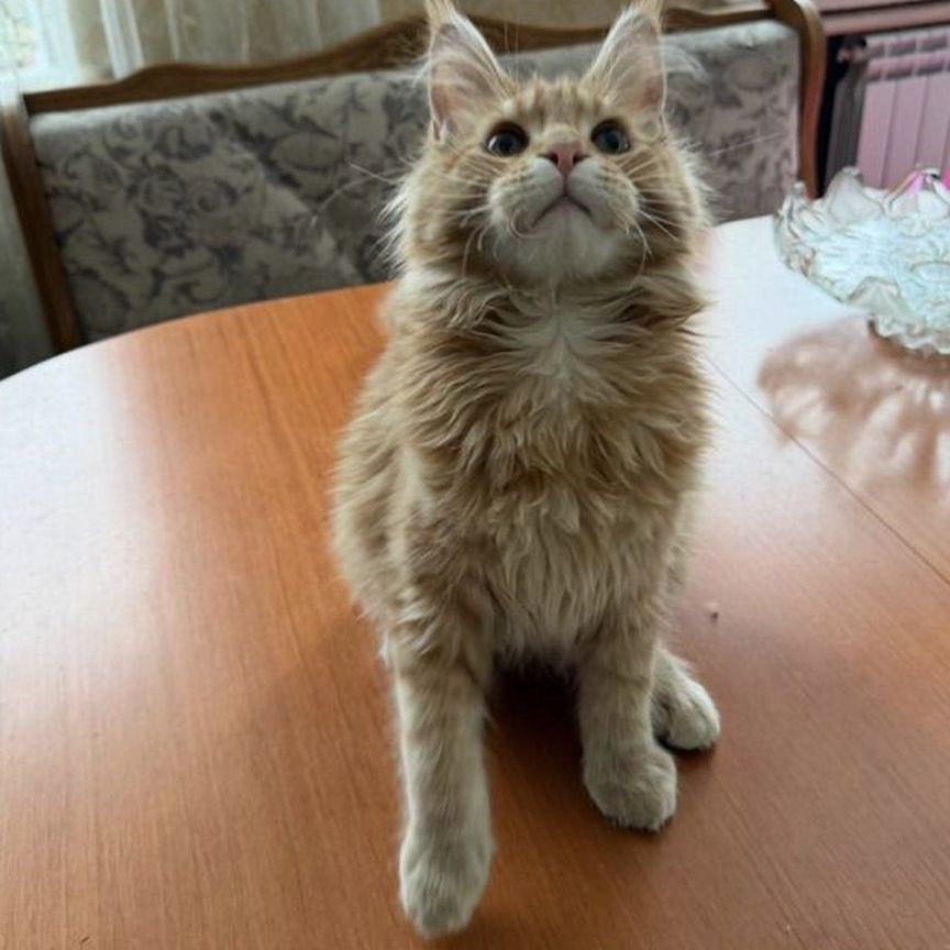 Мейн-кун котёнок